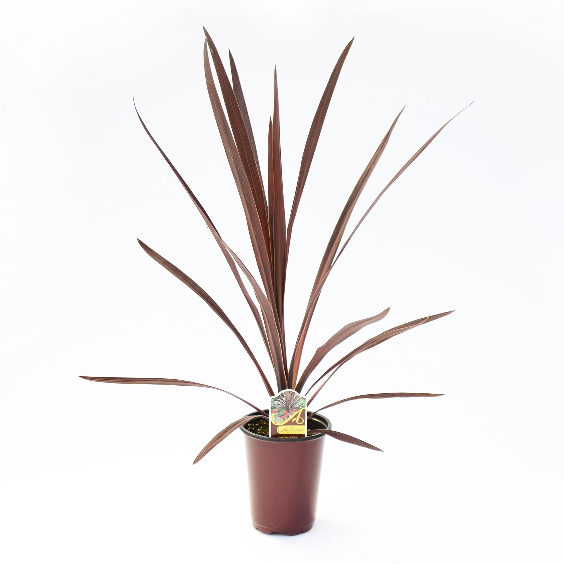 Click here for Awesome Accents #4.33 Red Star Cordyline Spike 4.3... prices