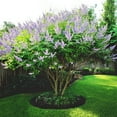 Florida Foliage Chaste Tree, Purple Flowering Lilac Shrub, Violet ...