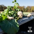 Big Tine Advantage Turnips Food Plot Seed for Deer Hunting Attractant 3 ...