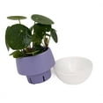 Chinese Money Plant - Pilea peperomioides in 3" Purple Self Watering ...