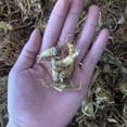 White tuberose - Tall and upright - Cold-resistant - Suitable for ...