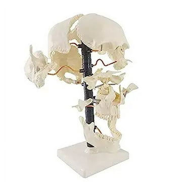 Eisco Labs Human Nose Anatomical Model, Longitudinal Section, 2 Times ...