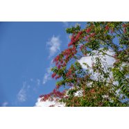 Tropical SEEDS - Ber Tree 10 Seeds - Jujube - Small Evergreen ...