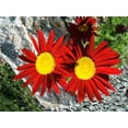 100 Mixed Colors ROBINSONS PAINTED DAISY Chrysanthemum Pink Red Rose ...