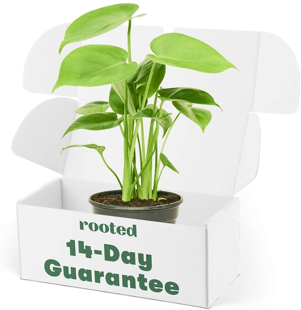 Philodendron Monstera Deliciosa Live Green Plant in 4" Pot - Walmart.com