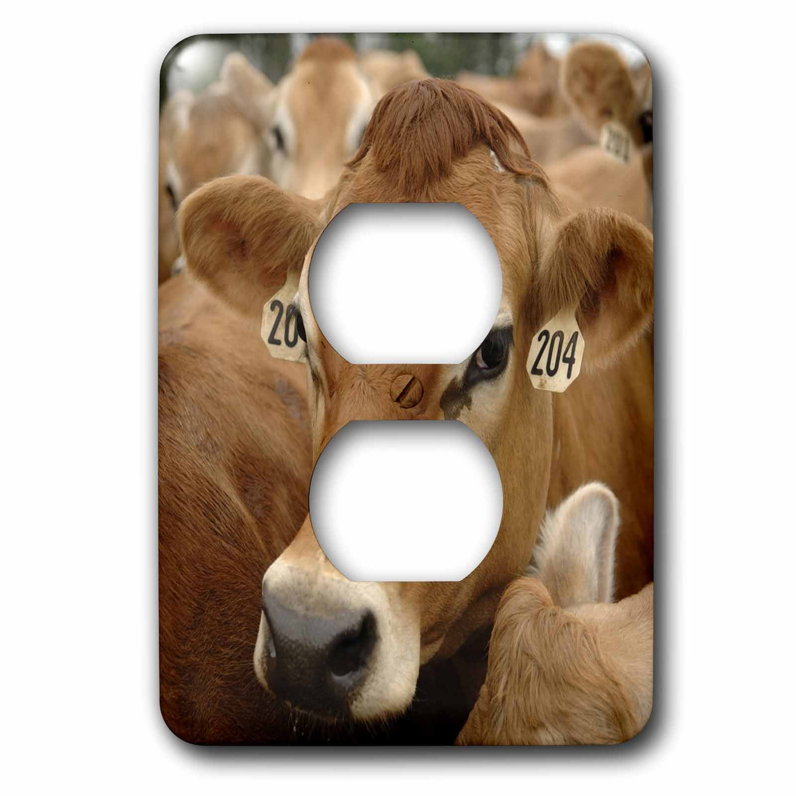 Jersey Dairy Cows, Rib Lake, Wisconsin - US50 KRS0004 - Keith and ...