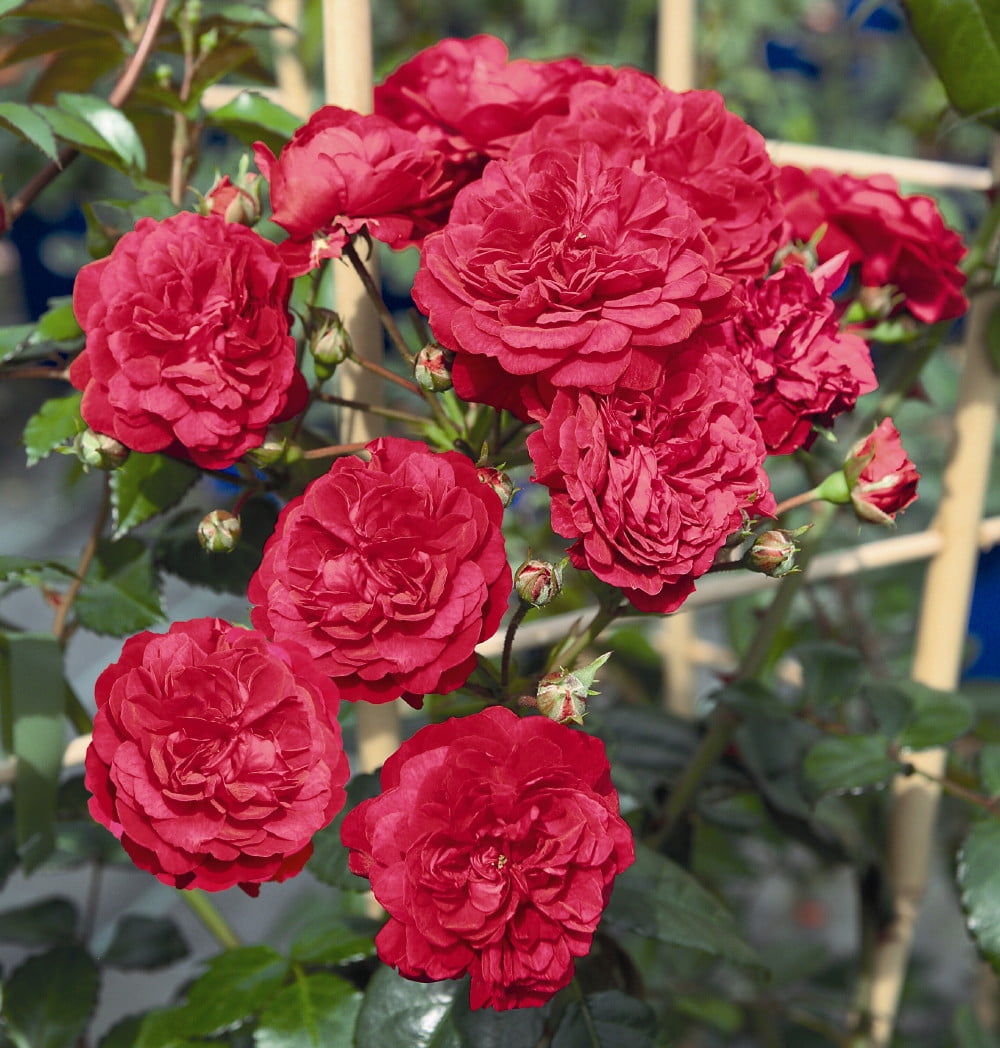 Ruby Starlet Beauty Old English Rose - 4" Pot - Walmart.com