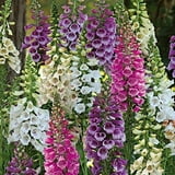 Beautiful Mixed Foxglove 100 Seeds! Comb. - Walmart.com