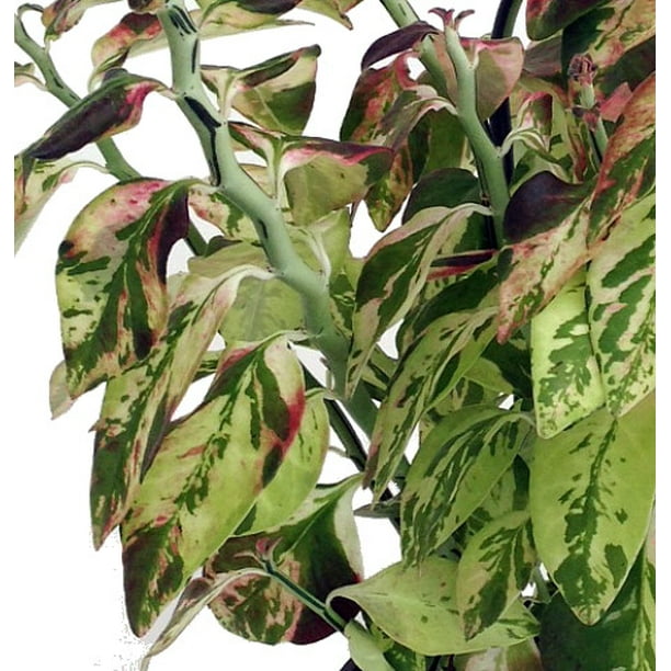 Lemon Meringue Devil's Backbone Plant - Pedilanthus - Red Bird Cactus ...