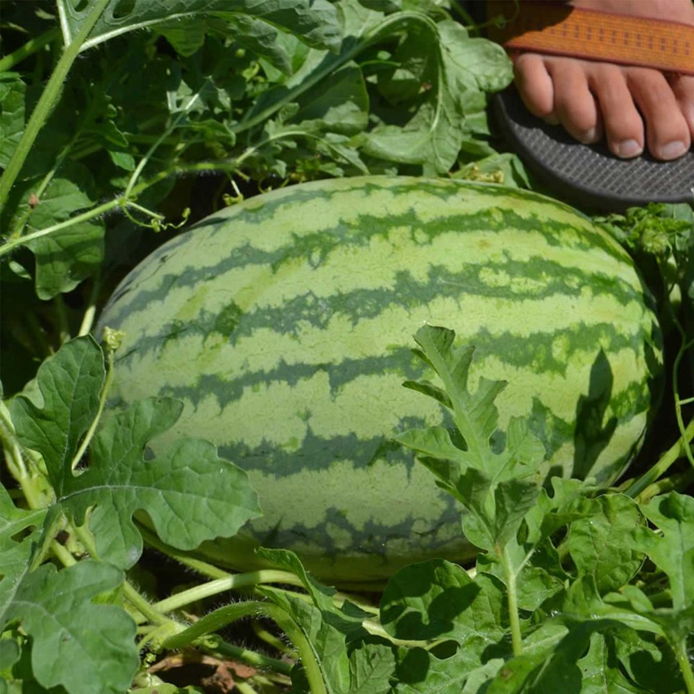 Watermelon Garden Seeds - Striped Klondike Blue Ribbon - 1 Lbs - Non ...