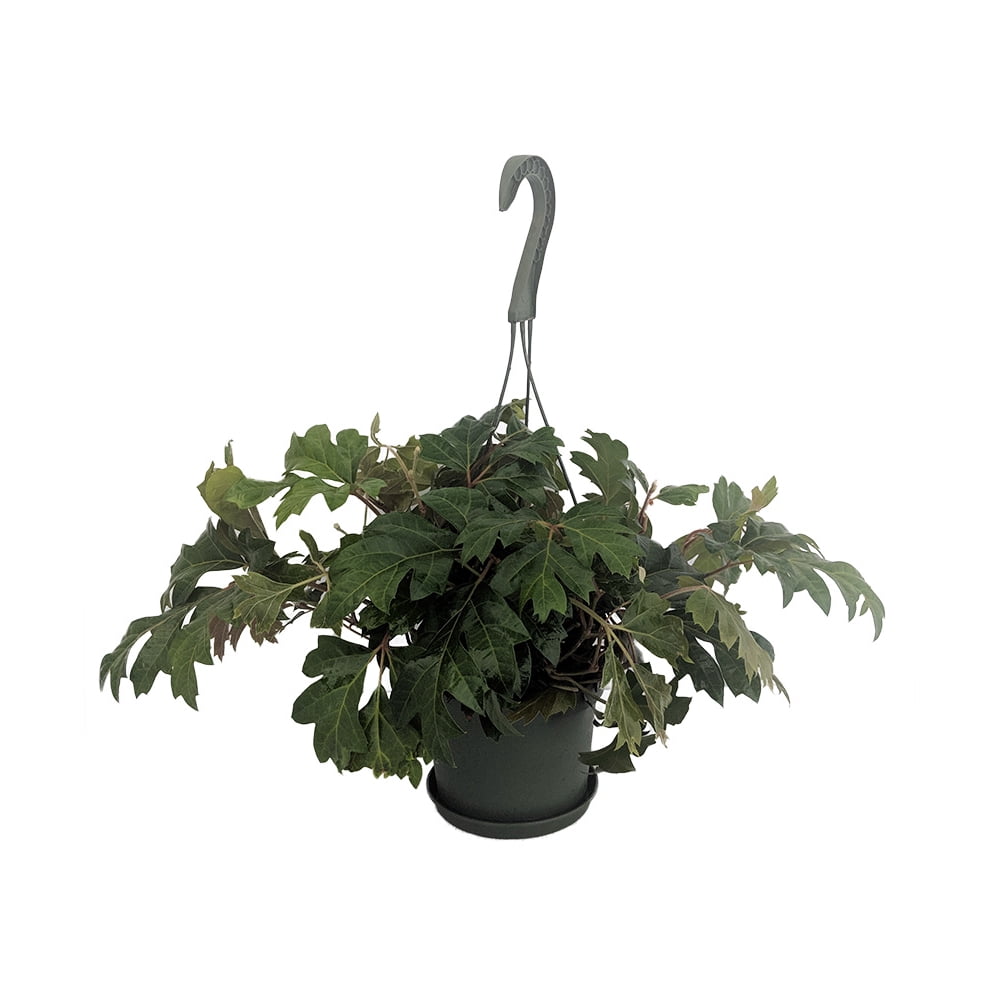 Oak Leaf Grape Ivy Plant - Cissus rhombifolia - 6" Hanging Pot ...