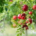 Live Wonderful Pomegranate Plant 4-7" Tall, Hardy Dwarf Pomegranate ...