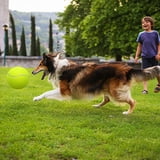Pet Toy,9.5" bigdogball Rubber Kelly Big Giant Tennis Ball, Thicker ...