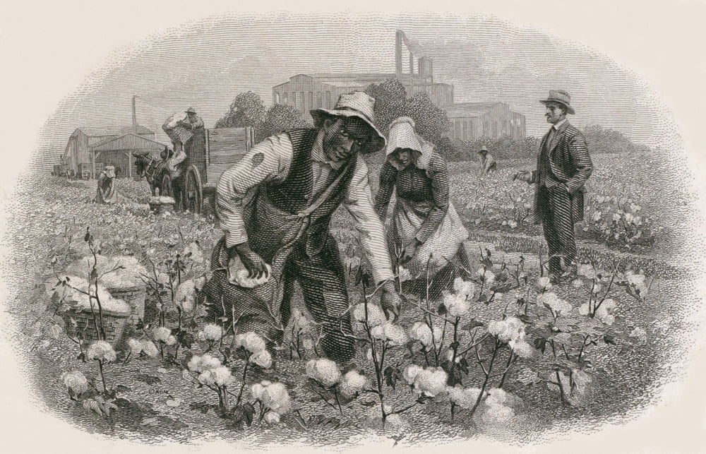 Slaves Picking Cotton