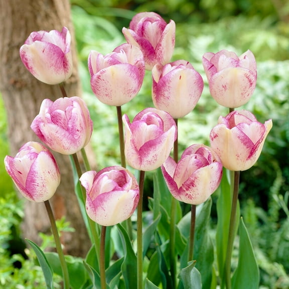 Easy to Grow Tulip Brest 10 Plant Bulbs Double Fringed Group, Spring ...