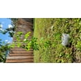 Moringa Potted Herbs: 5 Live Moringa Trees with Free Seeds - Full Sun ...