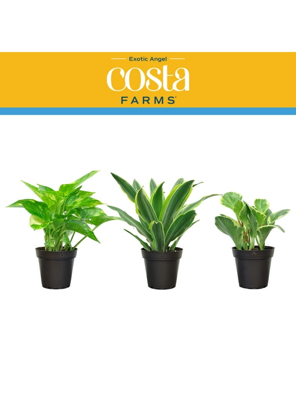 Costa Farms Live Plants in Patio & Garden - Walmart.com