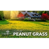 EcoTurf Perennial Peanut Grass 3 Large Gallon Size Plants Arachis ...