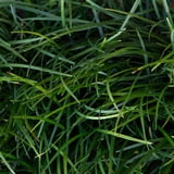 Expert Gardener Mondo Grass (18-Pack) Evergreen Groundcover in 3.25 ...