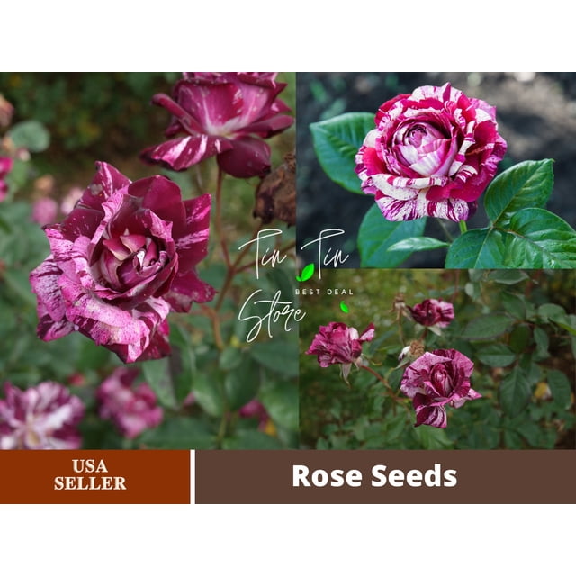 30+ Seeds| Purple Tiger Rose Perennial Flower Seeds#1080 |BUY 4 GET 1 ...