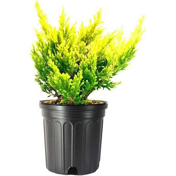 Lime Glow Juniper 1 Live Gallon Size Plants Juniperus Horizontalis Cold ...