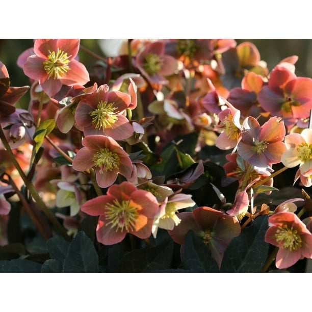 Gold Collection® Merlin - Christmas/Lenten Rose - Helleborus - Gallon ...