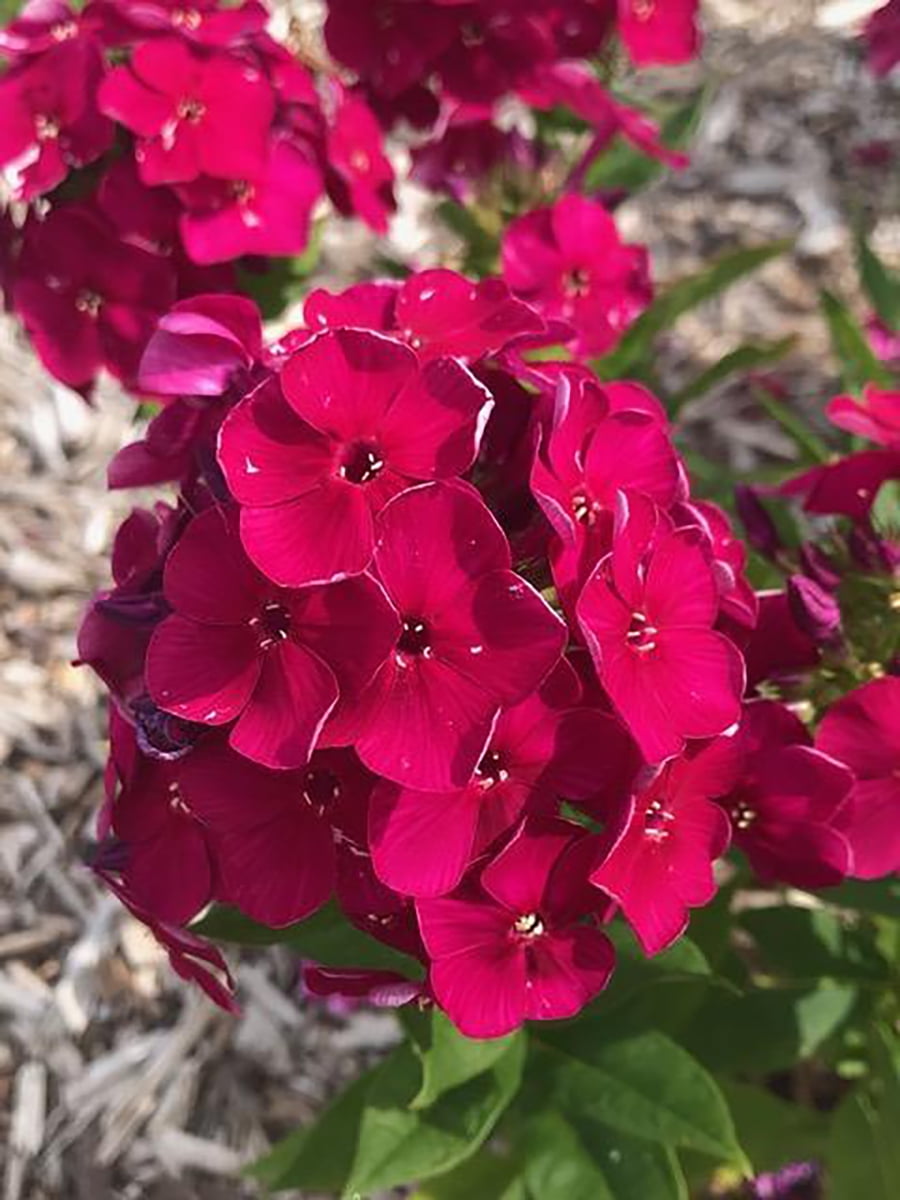 Bambini® Cherry Crush Dwarf Phlox - Gallon Pot - Hardy Perennial ...