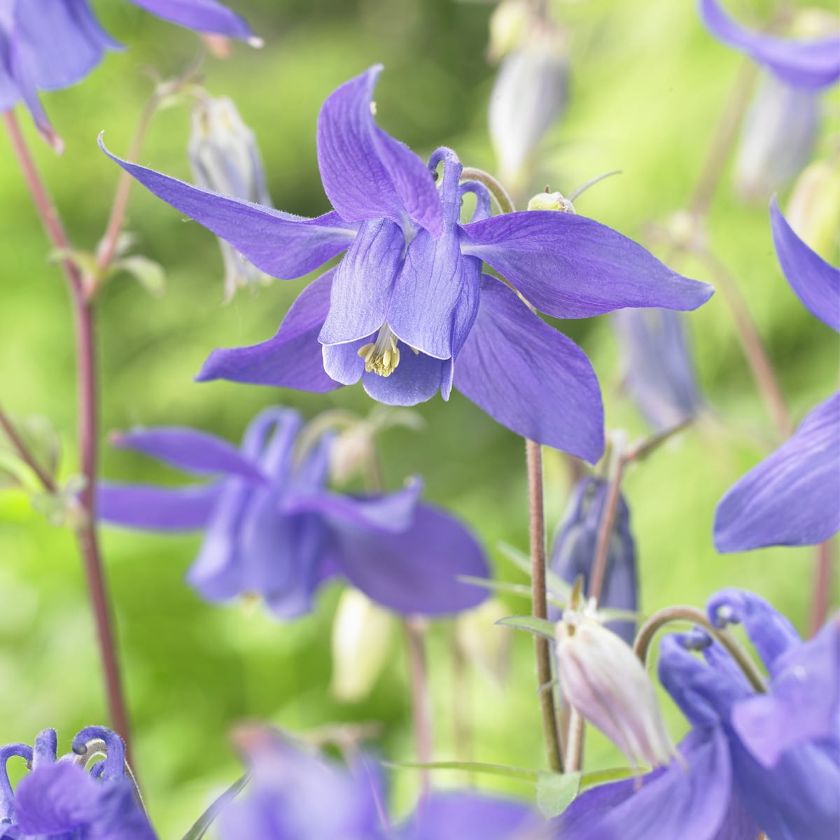 Van Zyverden Aquilegia Columbine Purple Alpina Set of 5 Plant Roots ...