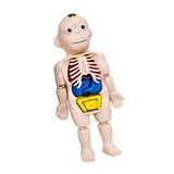Kokiya Human Body Model Early Learning Body Parts Organs for Preschool ...