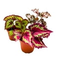 Harmony's Begonia Rex Assortment, 4 inch 3 Different Colorful Rex ...