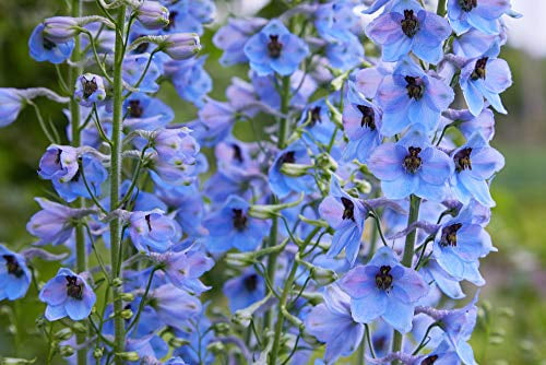 Larkspur Rocket Light Blue Flower Seeds, 250 Seeds Per Packet, Isla's ...