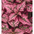 RedCrocus Hippo White Polka Dot Plant- Compact Variegated Foliage ...