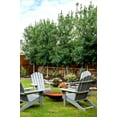 Eagleston Holly Ilex 1 Large Gallon Size Plant Low Maintenance ...