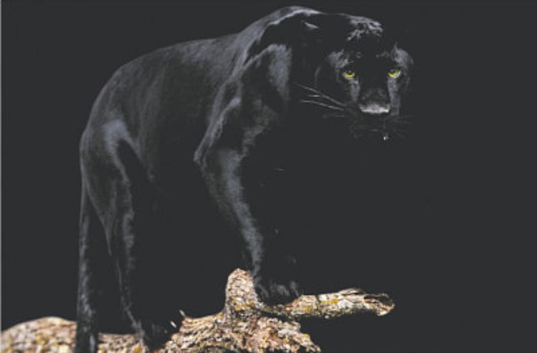 Black Panther (On Log) Art Poster Print Poster - 36x24 - Walmart.com