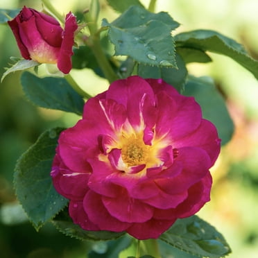 Home Run Shrub Rose Dormant Bare Root Shrub (1-Pack) - Walmart.com
