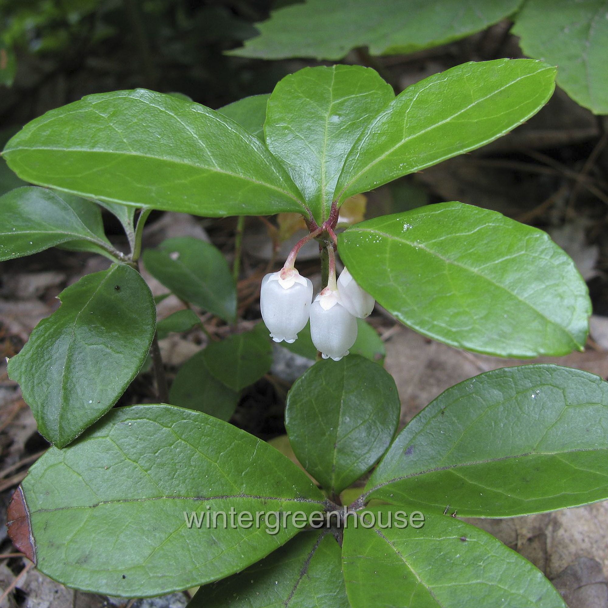 Gaultheria Procumbens