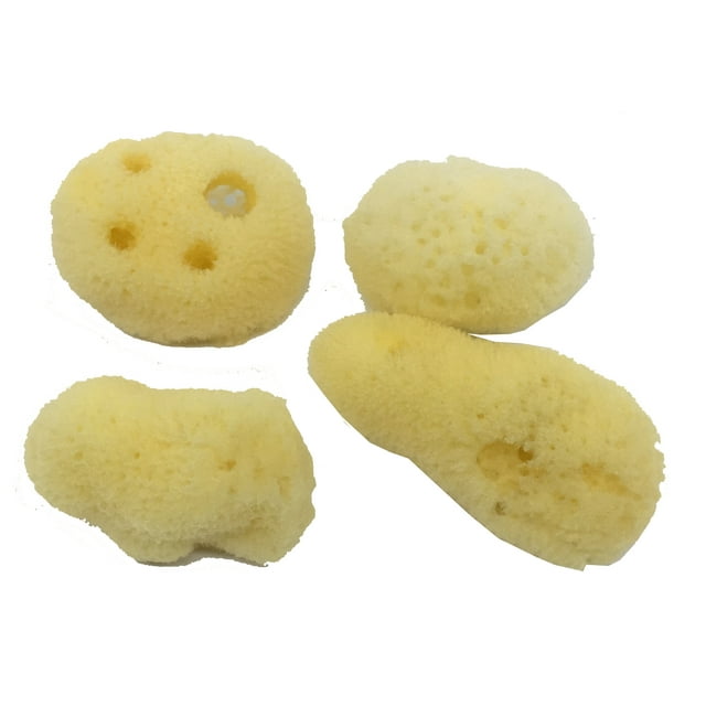 4-Pack of Hermit Crab Sea Sponges (All Natural Hermit Crab Sponge ...