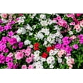 50 Live Outdoor Dwarf Impatiens Walleriana Mixed Colors Flower Seeds ...