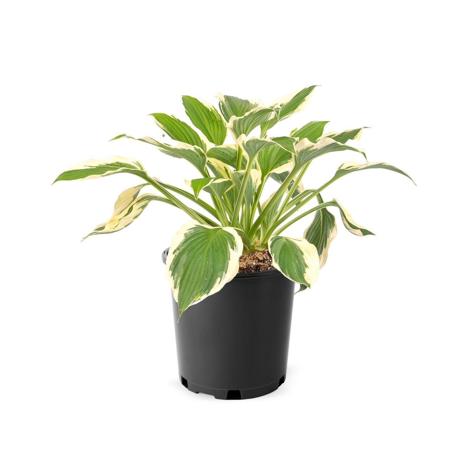 Click here for Landscp Essentials 2 Gallon (7.5l) Patriot Hosta prices