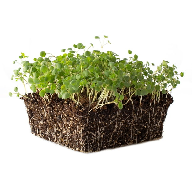 Salad Burnet Herb Garden Seeds - 1 Oz ~3150 Seeds - Non-GMO, Heirloom ...