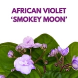 Harmony Foliage African Violet Smokey Moon 4 inch Gesneriad - Walmart.com