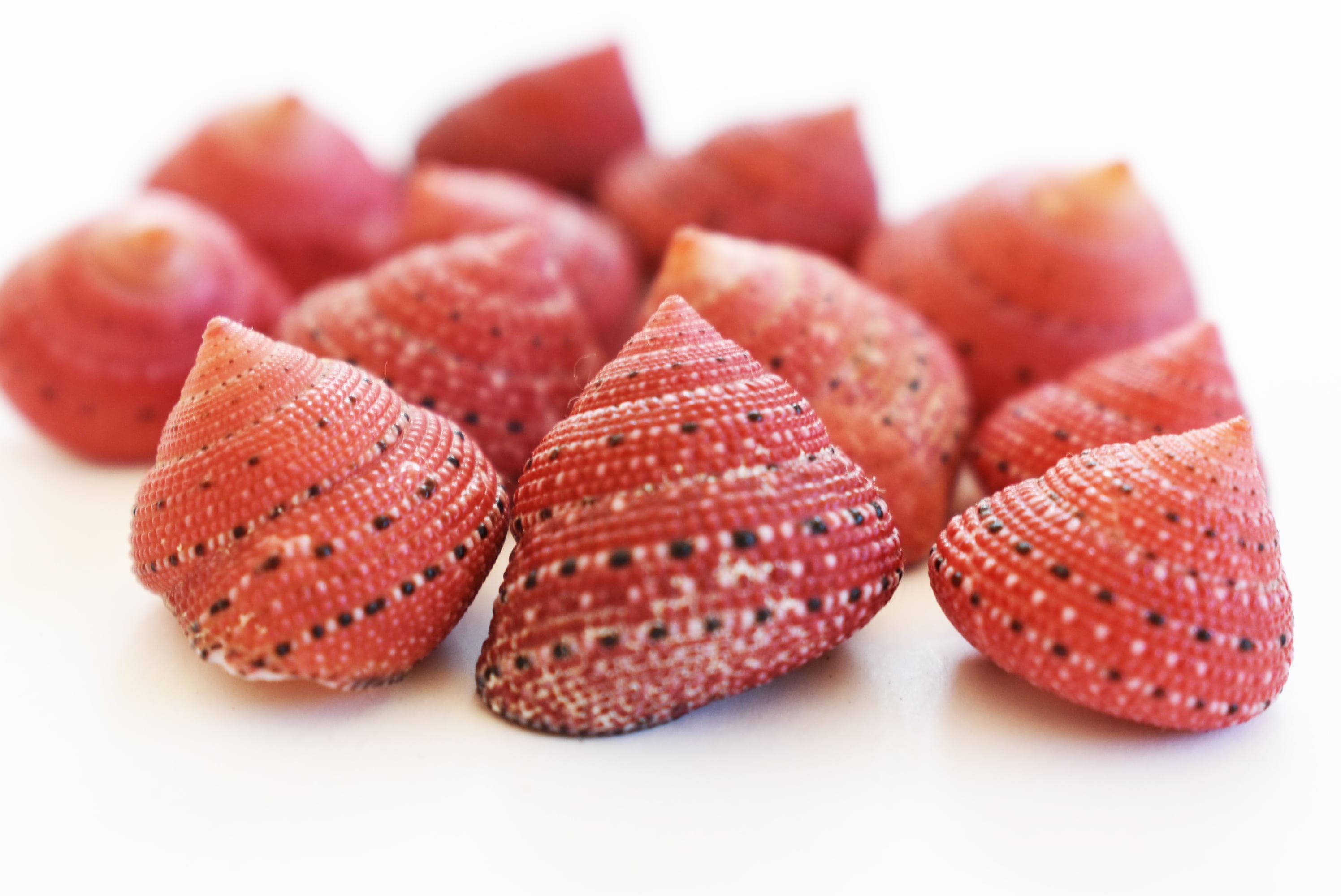 Set of 12 Rare Strawberry Top Shells (1/2-3/4") Seashells Ocean Arts ...