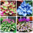 Hostas Planting-(Non-Artificial)-Ornamental-Easy Growing, Premium ...