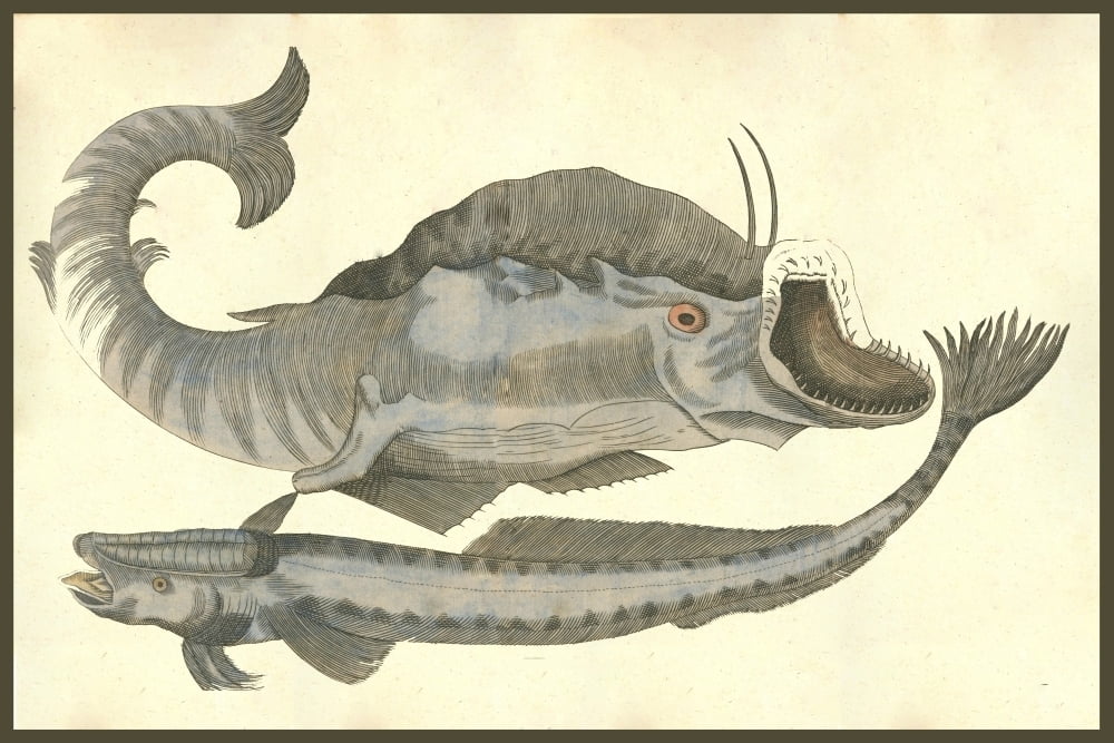 Rana piscatrix Georgij Fabricij, frog- or toad-like fish with a large ...