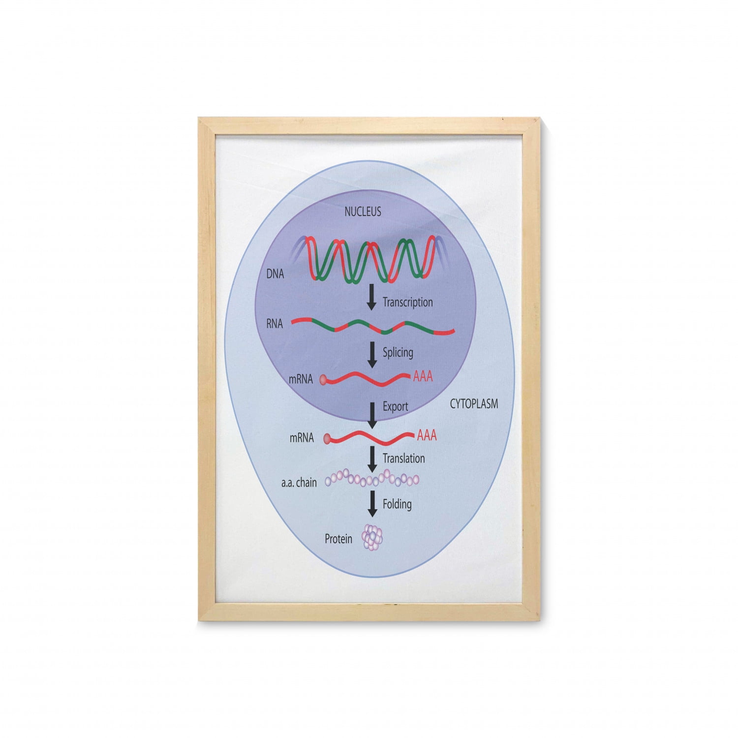 Mrna Translation Chart