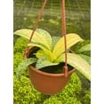 Variegated Silver Squill Leopard Lily Ledebouria Socialis, Hanging ...