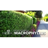 Podocarpus Macrophyllus 2 Extra Large 3 Gallon Plants Japanese Yew Low ...