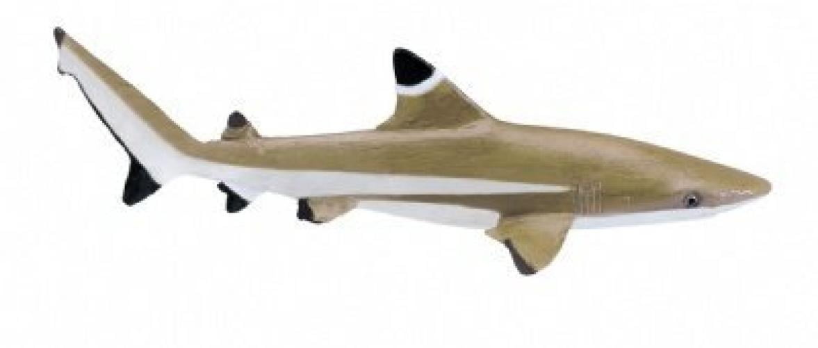 Safari Ltd Wild Safari Sea Life Blacktip Reef Shark - Walmart.com