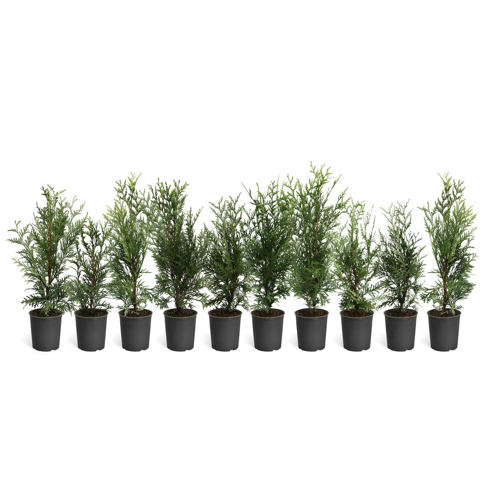 Thuja Green Giant Evergreen Trees - Walmart.com - Walmart.com