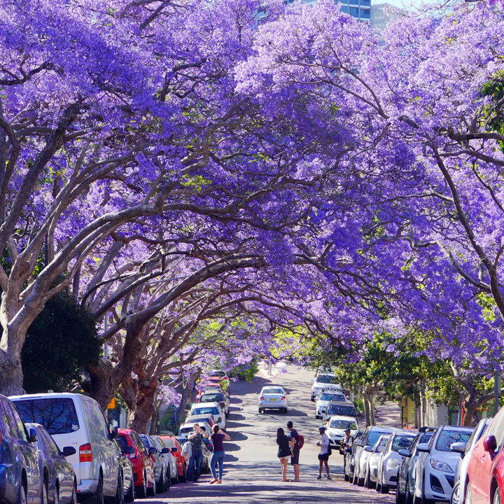 Jacaranda Purple Tree Seeds - 50 Count Packet - Nepal | Ubuy